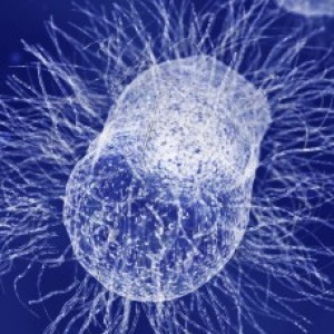 Scary, Invincible Superbug Hits Canada - ZergNet