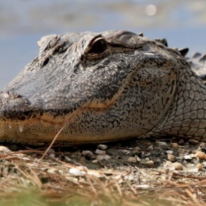 Disney World's Scary Gator Encounter Weeks Before Deadly Attack - ZergNet