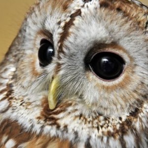 Meet the Owl Who's Taking the Internet By Storm - ZergNet