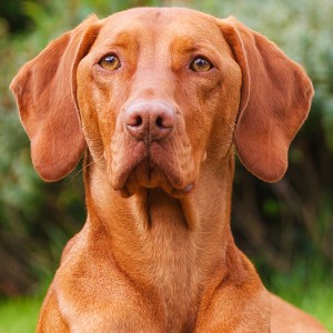 The 10 Most Active Dogs - ZergNet