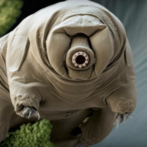 Strange DNA Inserted Into Human Cells Makes Them X-ray Resistant - ZergNet