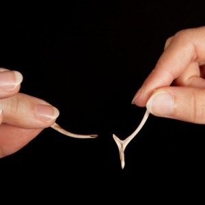 The Story Behind the Wishbone Superstition - ZergNet