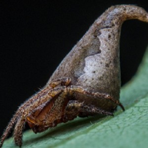 New Sorting Hat Spider Discovered - ZergNet