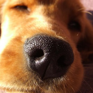 5 Dog Nose Facts You Probably Didn't Know - ZergNet