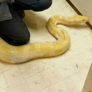 17-Foot Python That Went Missing Has Mysteriously Returned Home - ZergNet