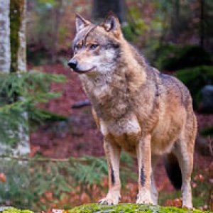 Wolves Have Returned to Denmark After Two Centuries of Absence - ZergNet