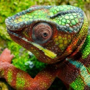 24 of the World's Most Beautiful Creatures - ZergNet