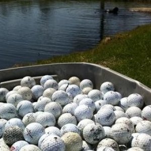 Golf Ball Diver Recovering After Alligator Attack in Florida - ZergNet