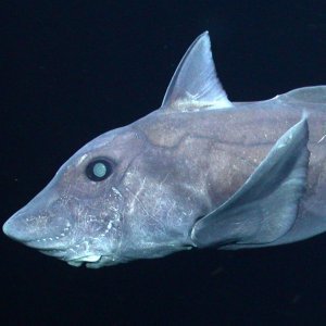 Ghost Shark Species Captured on Camera for the First Time - ZergNet