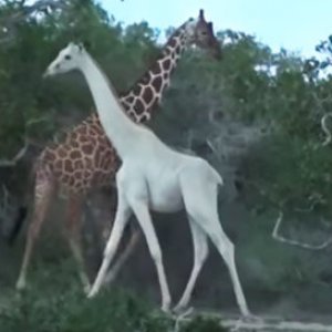 Majestic White Giraffes Captured on Video for First Time Ever - ZergNet