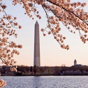 What You Need to Know About Seeing the D.C. Cherry Blossoms - ZergNet