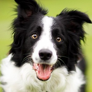 Super Smart Dog Breeds - ZergNet
