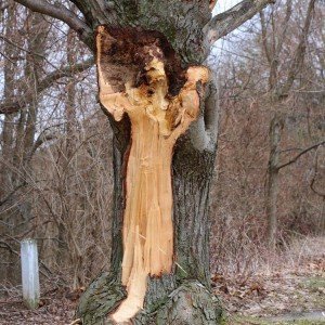 7 Things That Are Probably Natural But Seem Supernatural - ZergNet