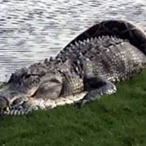 Alligator Fights Python in Front of Shocked Golfers - ZergNet