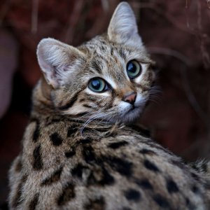 The World's Deadliest Cat Is Absolutely Adorable - ZergNet