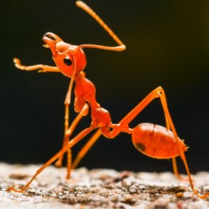 Animals Poised to Take Over the World - ZergNet