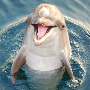 The Bizarre Reason a Scientist Once Gave Dolphins LSD - ZergNet