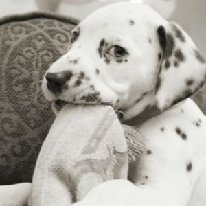 10 Dog Breeds That Are Super Difficult to Train - ZergNet