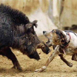 Tough Little Dog Takes on Wild Boars - ZergNet