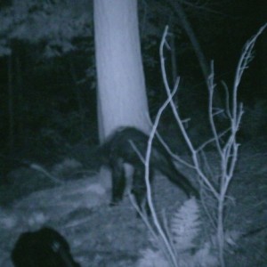 10 Weirdest Creatures Ever Caught on Trail Cameras - ZergNet