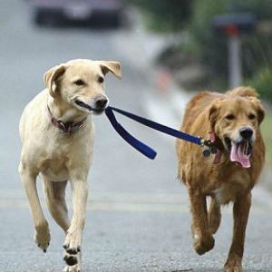 Check Out the Worlds Most Reliable Dog Walker - ZergNet