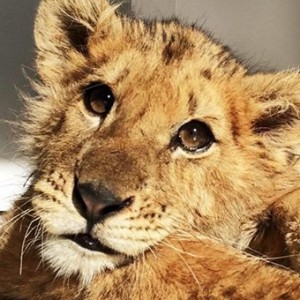 Starved Lion Cub Gets Rescued From Circus - ZergNet