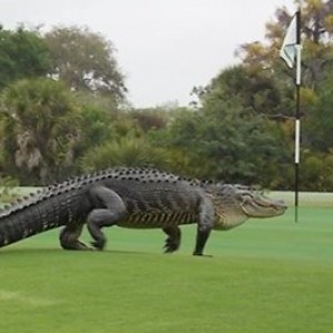 Massive Alligator Crashes a Florida Golf Course - ZergNet