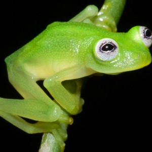 Real-Life Kermit the Frog Found in Costa Rica Is New Species - ZergNet