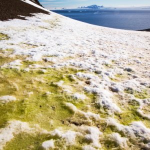 Climate Change is Turning Antarctica’s Coast Green - ZergNet