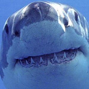 Can Sharks Cure Cancer? Researchers Think So - ZergNet