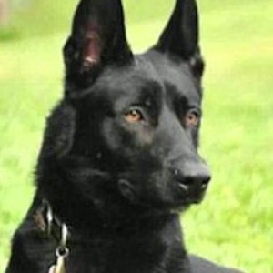 Brave Police Dog Saves Sheriff's Deputy - ZergNet