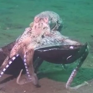 Octopus Behavior Makes Scientists Cry With Laughter - ZergNet