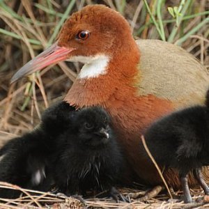 How This Extinct Bird Came Back From the Dead - ZergNet