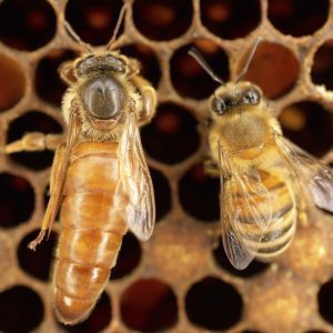 This Is How a Regular Bee Becomes a Queen - ZergNet