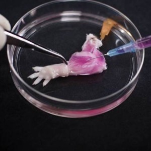 Science Has Produced The World's First Ever Lab-Grown Limb - ZergNet