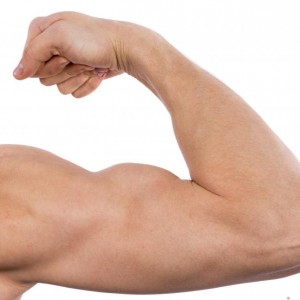 How Do Muscles Actually Get Bigger? - ZergNet