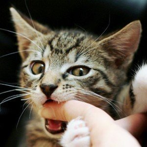 Why Your Cat Sometimes Bite During Cuddle Time - ZergNet