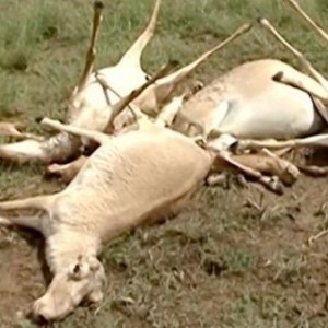 60,000 Antelope Died In 4 Days & No One Knows Why - ZergNet