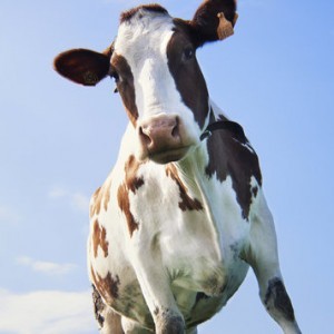 A Rogue Cow Has Eluded Capture For Months In Central NY - ZergNet
