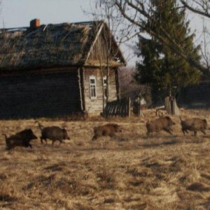 Chernobyl Wildlife Thriving Decades After Nuclear Accident - ZergNet