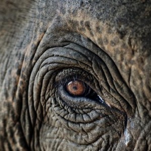 Why Elephant Cancer Rarity Might Help Humans Treat Themselves - ZergNet