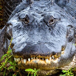 10-Foot Alligator Kills An 85-Year-Old Florida Woman Walking Dog - ZergNet