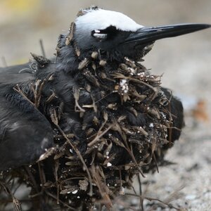 This Tree Lures And Kills Birds For No Good Reason - ZergNet