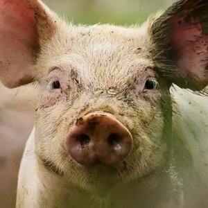 Pigs Eat Humans Far More Often Than People Would Expect - ZergNet