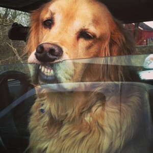 15 Signs Your Dog Is A Dingus - ZergNet