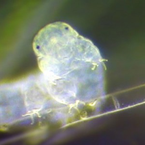 Animal That Survives in Space Has Weird DNA - ZergNet