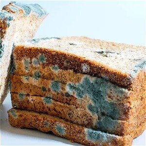 Why You Should Be Careful Before Eating Anything With Mold - ZergNet
