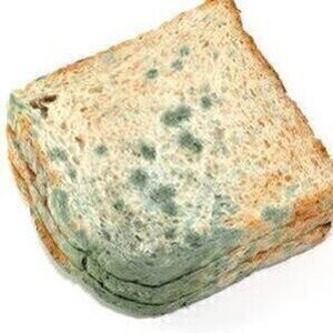 What Eating Moldy Food Can Do To Your Health - ZergNet