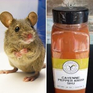 Your Spice Rack Is The Key To Humanely Dealing With Pesky Mice - ZergNet