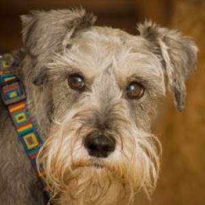 How Dogs Can Spot A Liar - ZergNet